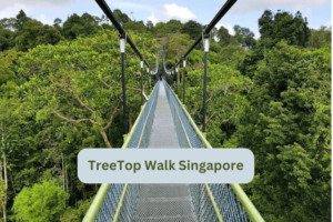 MacRitchie TreeTop Walk in Singapore | Nature Walk Singapore