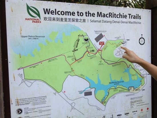 MacRitchie TreeTop Walk in Singapore | Nature Walk Singapore