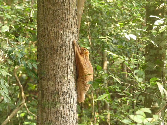 MacRitchie TreeTop Walk in Singapore | Nature Walk Singapore